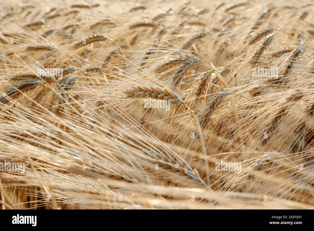 Waving wheat hi-res stock photography and images - Alamy