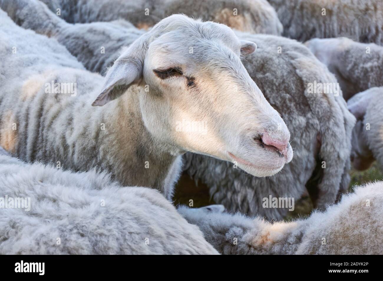 Sheep Head Profile High Resolution Stock Photography and Images - Alamy