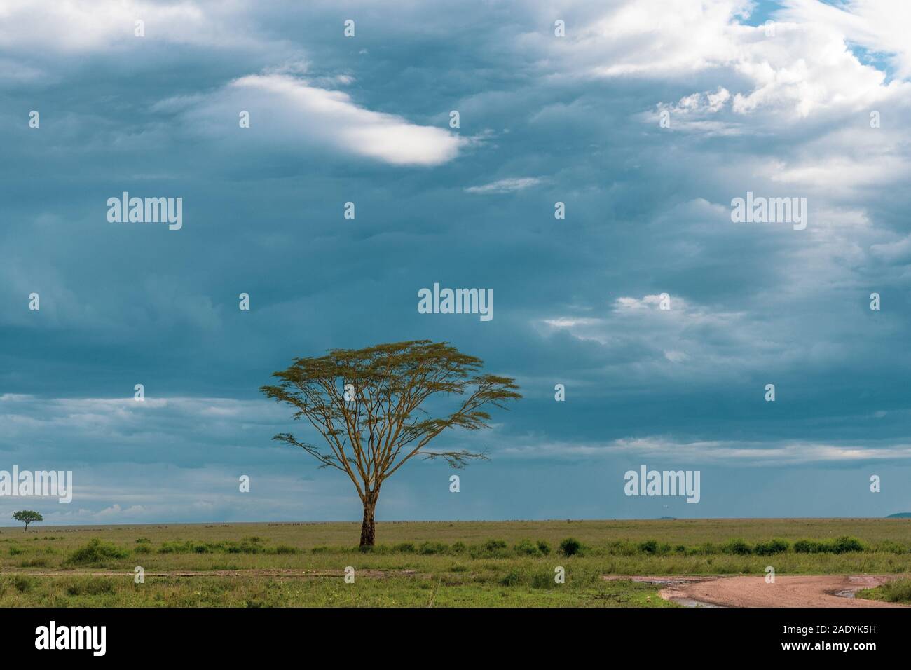African panorama in Serengeti national park Stock Photo - Alamy
