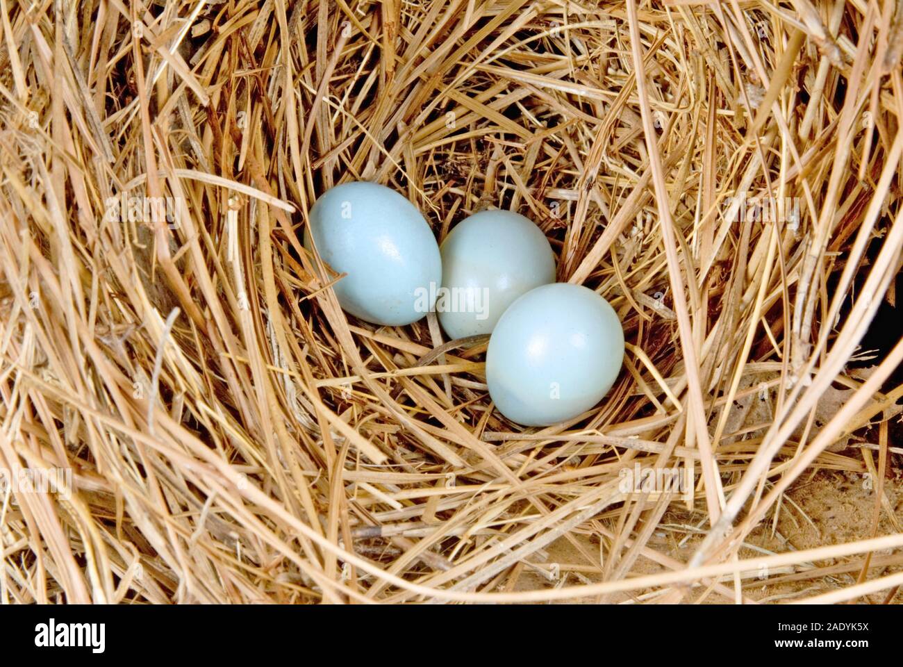 Eastern Bluebird Eggs