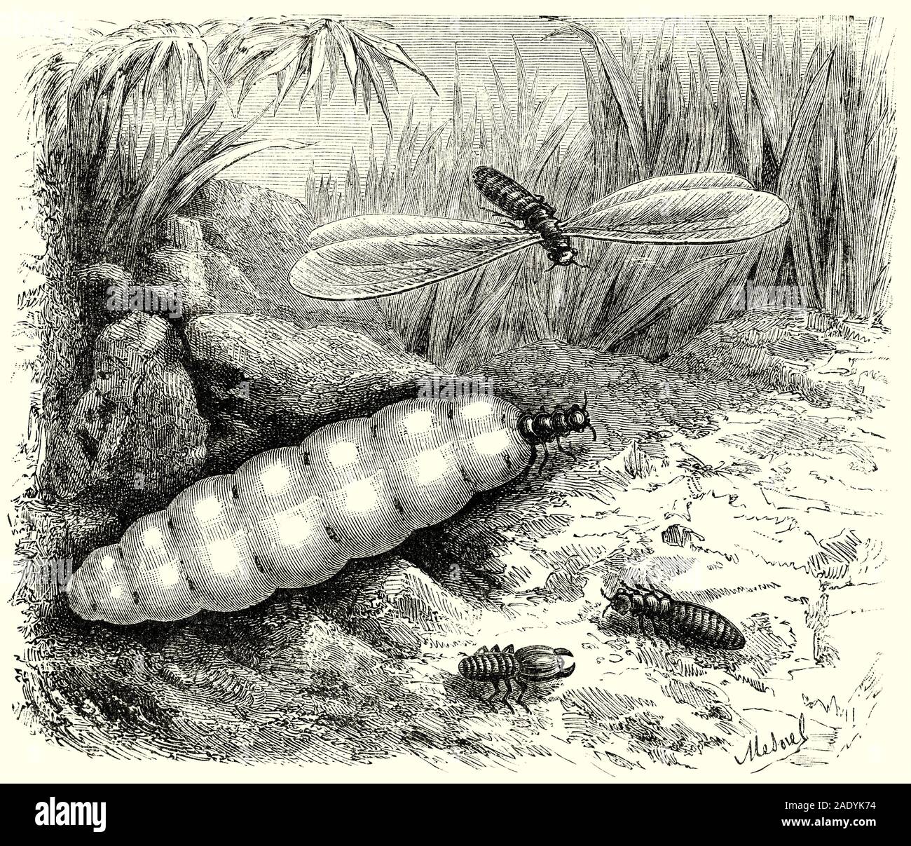 Termite workers and soldiers hi-res stock photography and images - Alamy