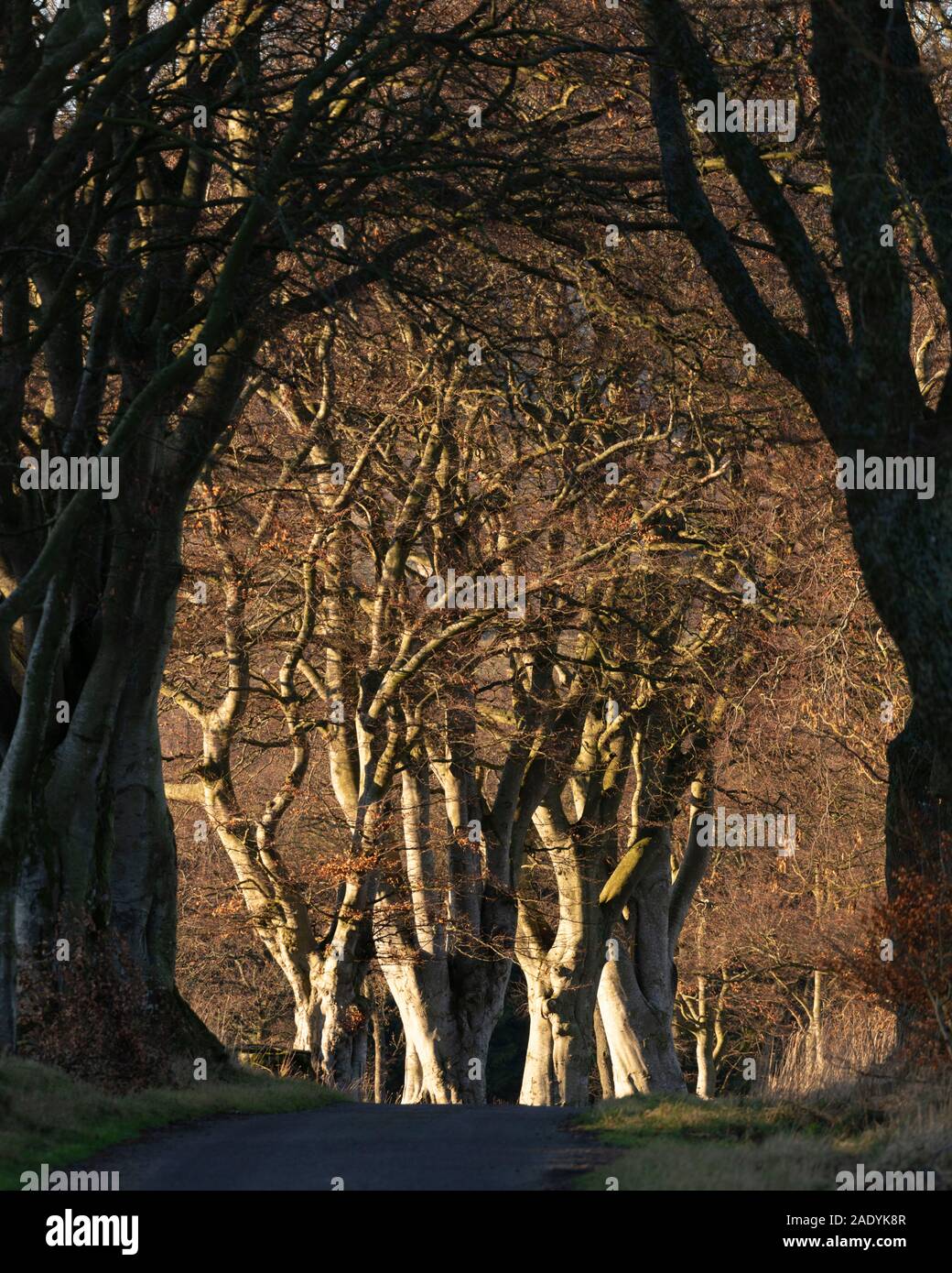 Fagus sylvatica winter beech trees tree hi-res stock photography and ...