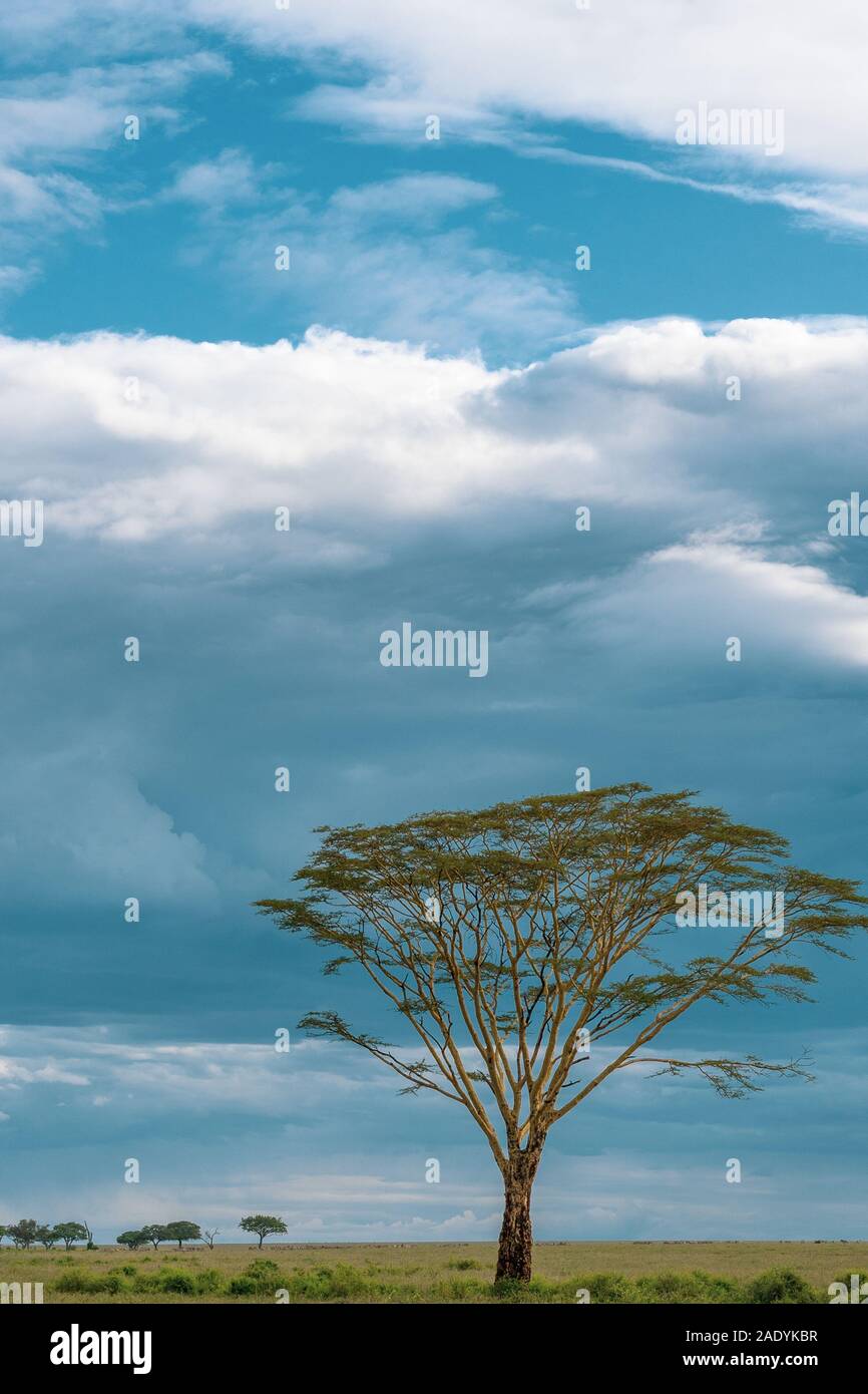 African panorama in Serengeti national park Stock Photo - Alamy