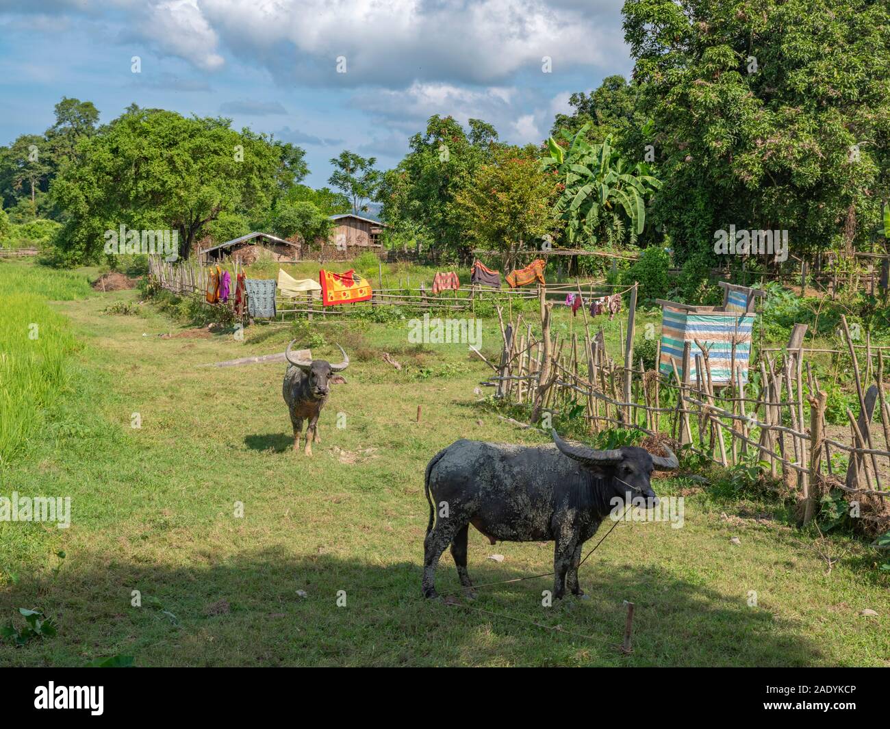 Two water buffaloes are tethered outside a garden plot of a farmer in a ...