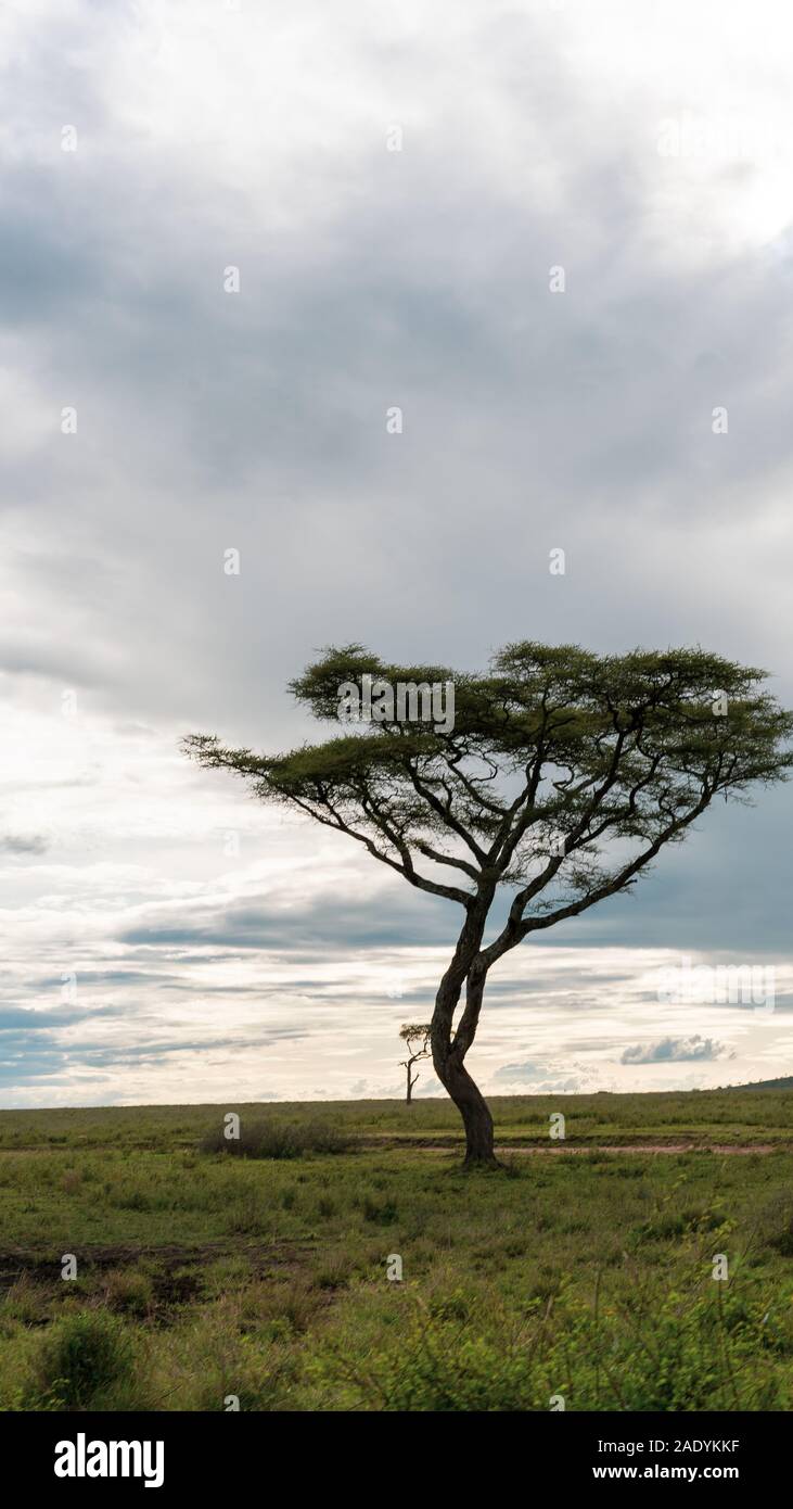African panorama in Serengeti national park Stock Photo - Alamy