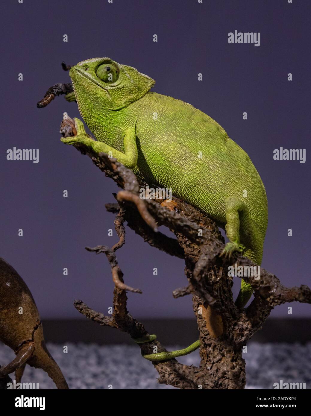 A close-up picture of a Flap-Necked Chameleon Stock Photo - Alamy