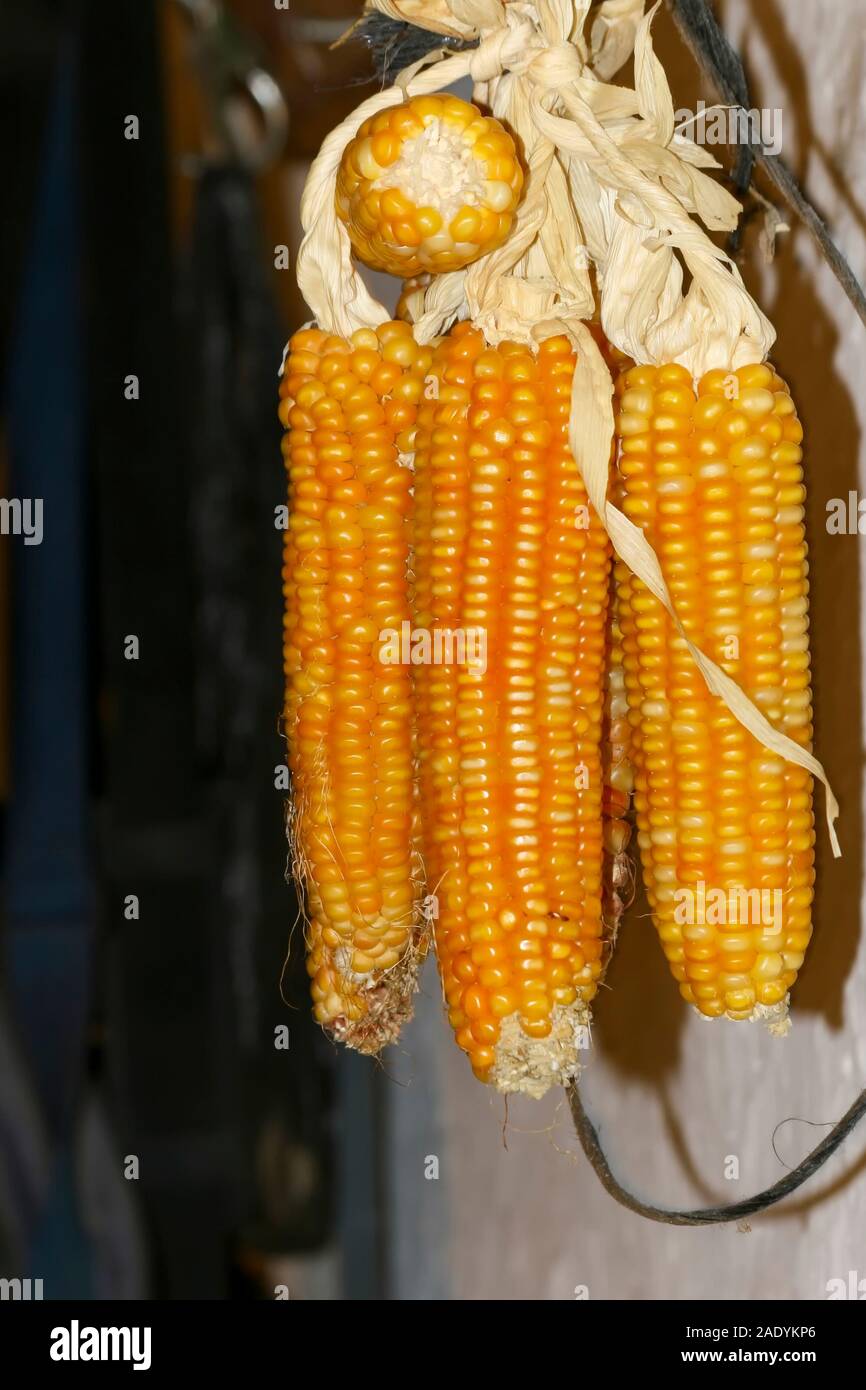 4 natural orange-colored corn Stock Photo - Alamy