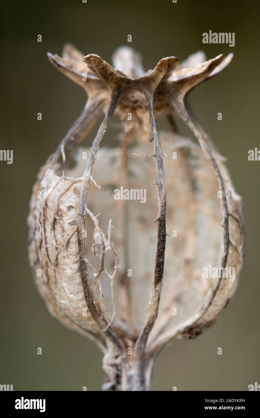 Seed dried pod husk hi-res stock photography and images - Alamy