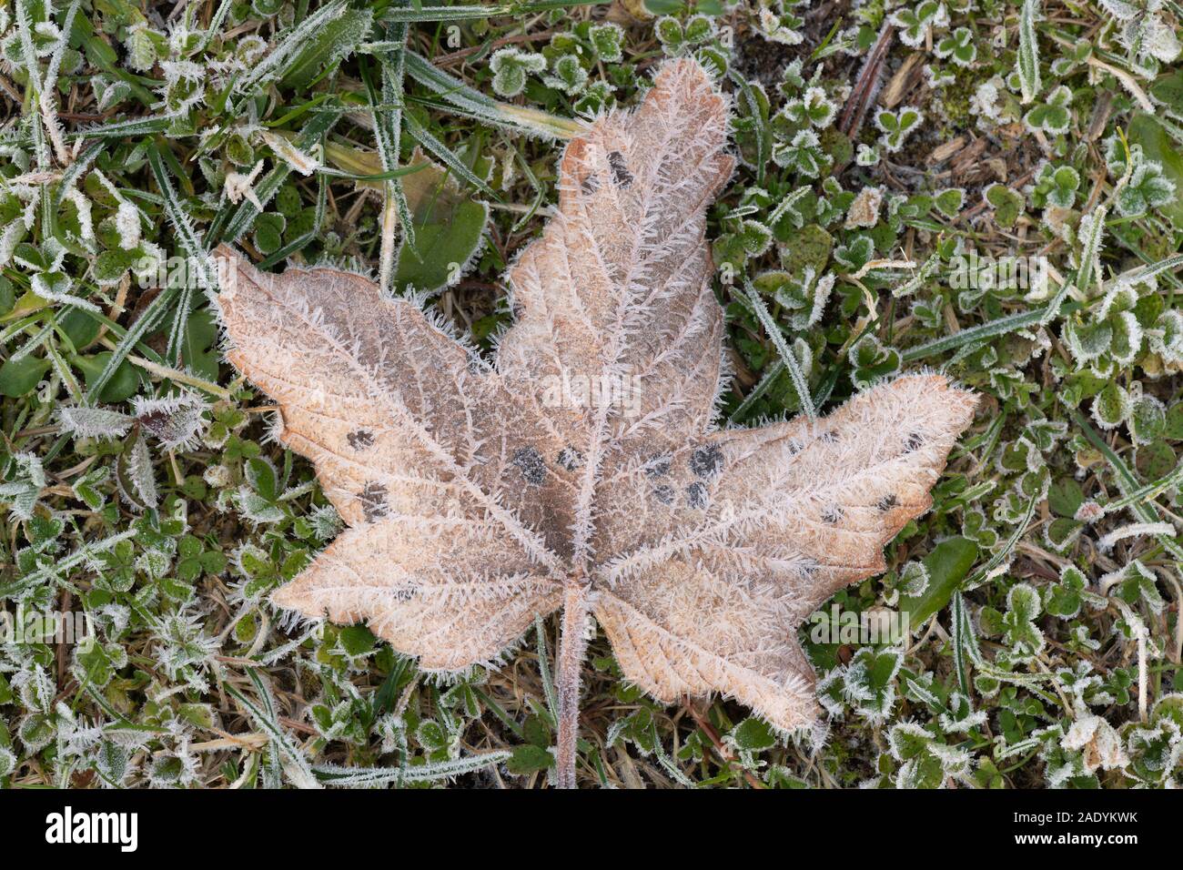 A Brown and Decaying, Frosted Sycamore Leaf (Acer Pseudoplatanus ...