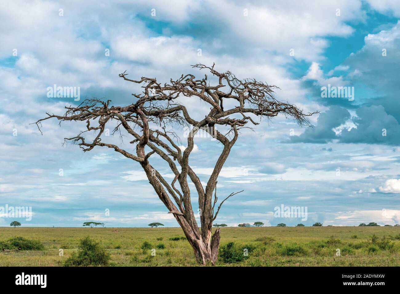 African panorama in Serengeti national park Stock Photo - Alamy