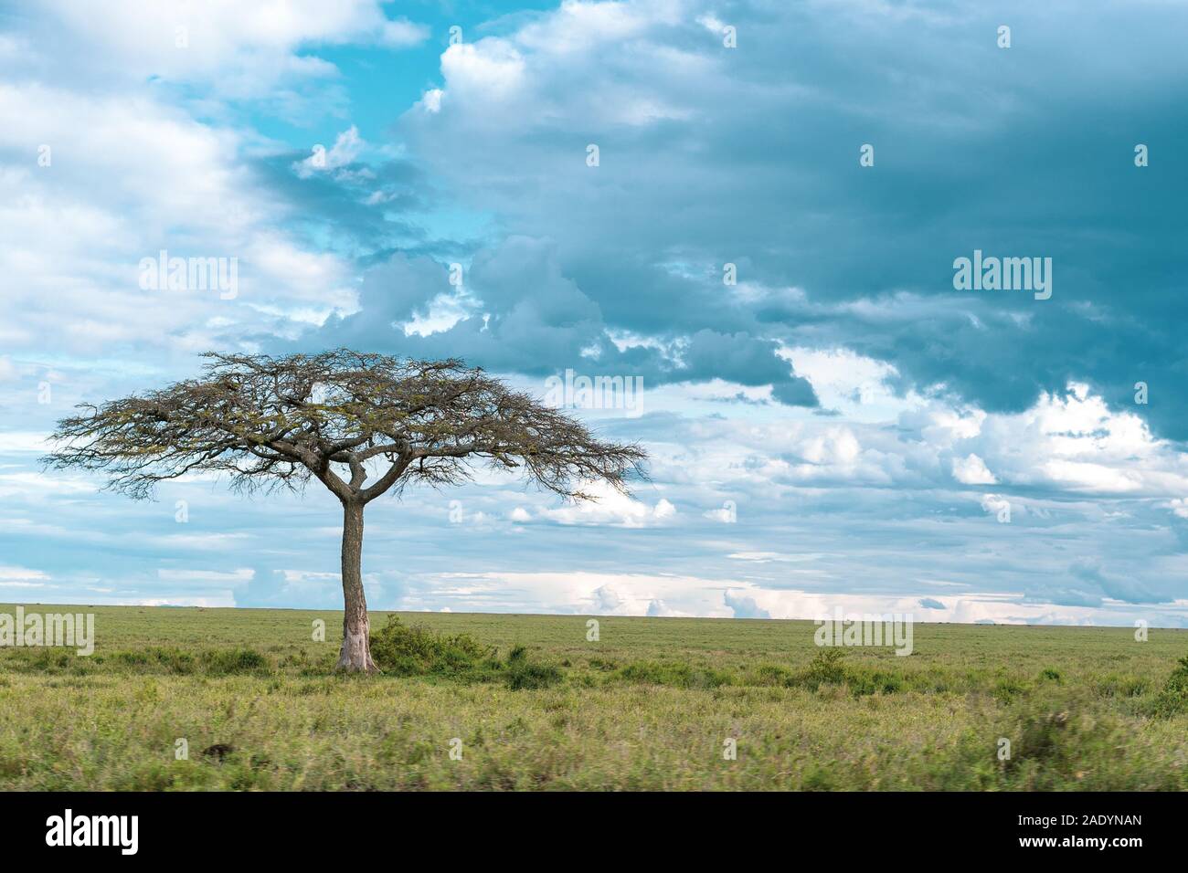 African panorama in Serengeti national park Stock Photo - Alamy