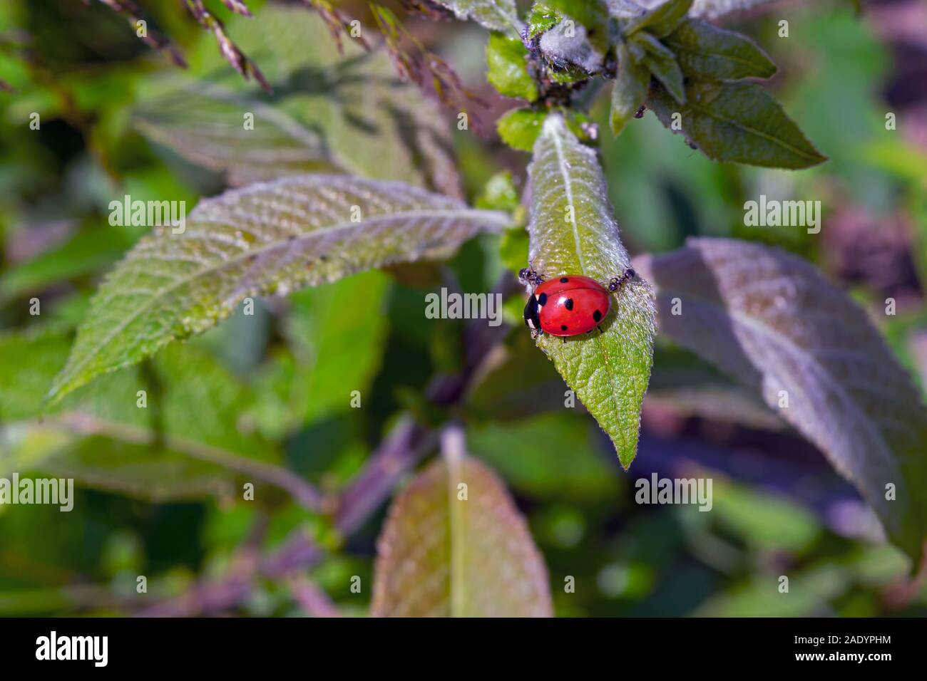 Ladybug running along on blade of green grass. Beautiful nature. Black ...