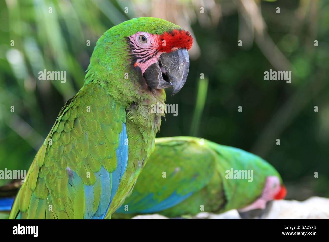 Green parrot singing in the woods Stock Photo - Alamy