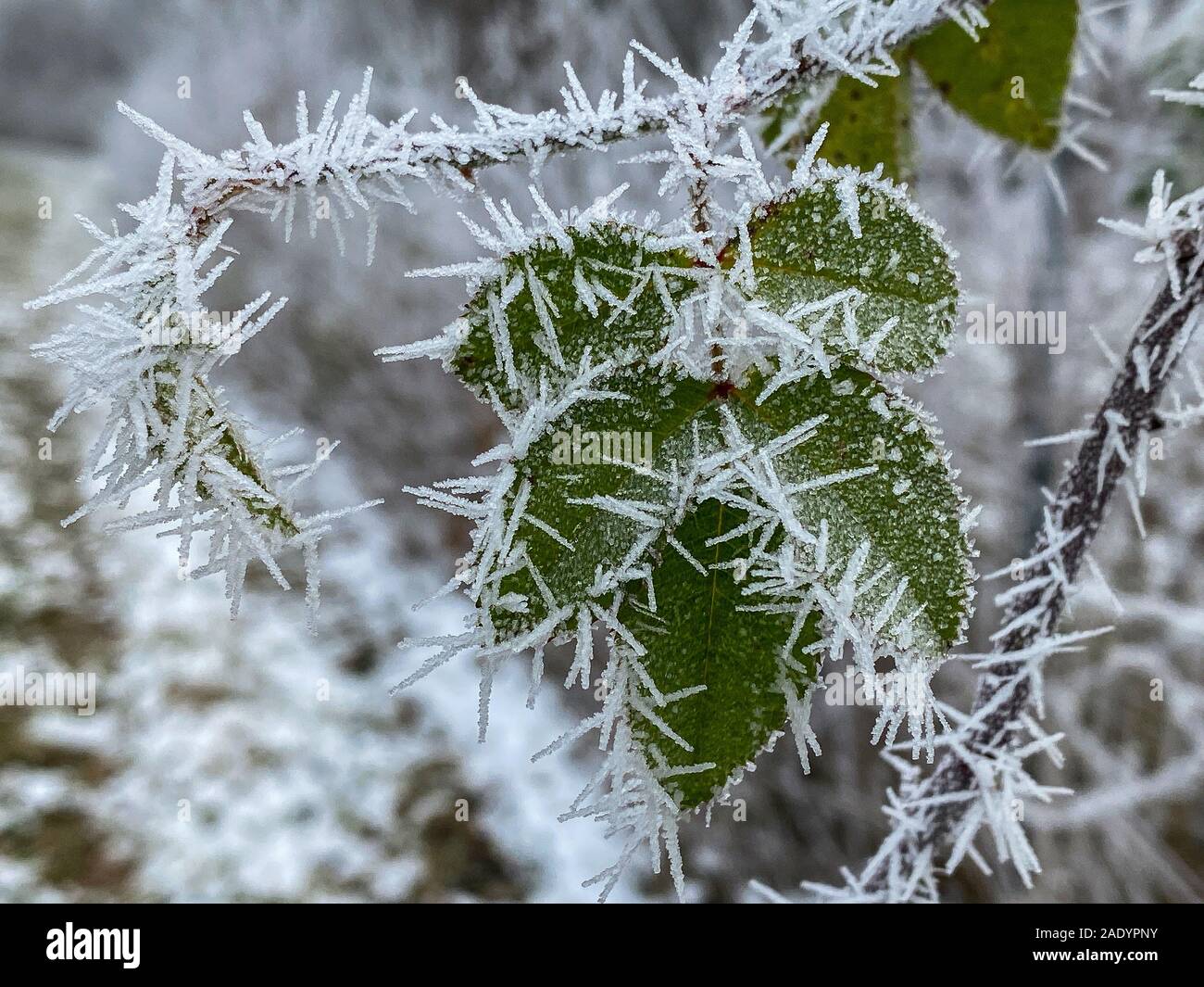 Frozen leaves with ice crystals in the cold morning Stock Photo - Alamy