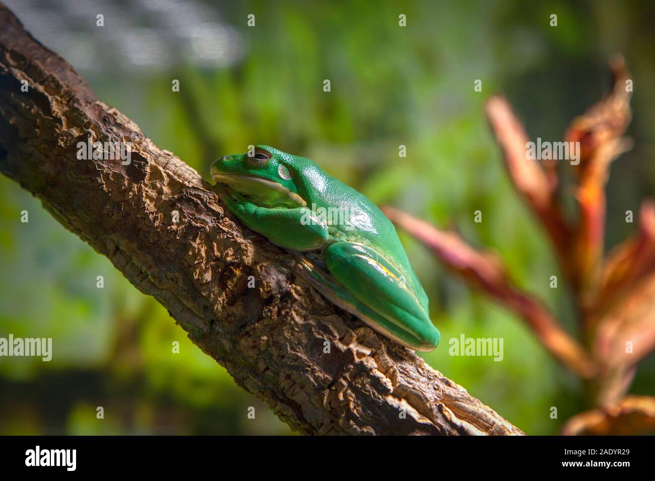 Tree frog Litoria Caerulea standing on the branch Stock Photo - Alamy