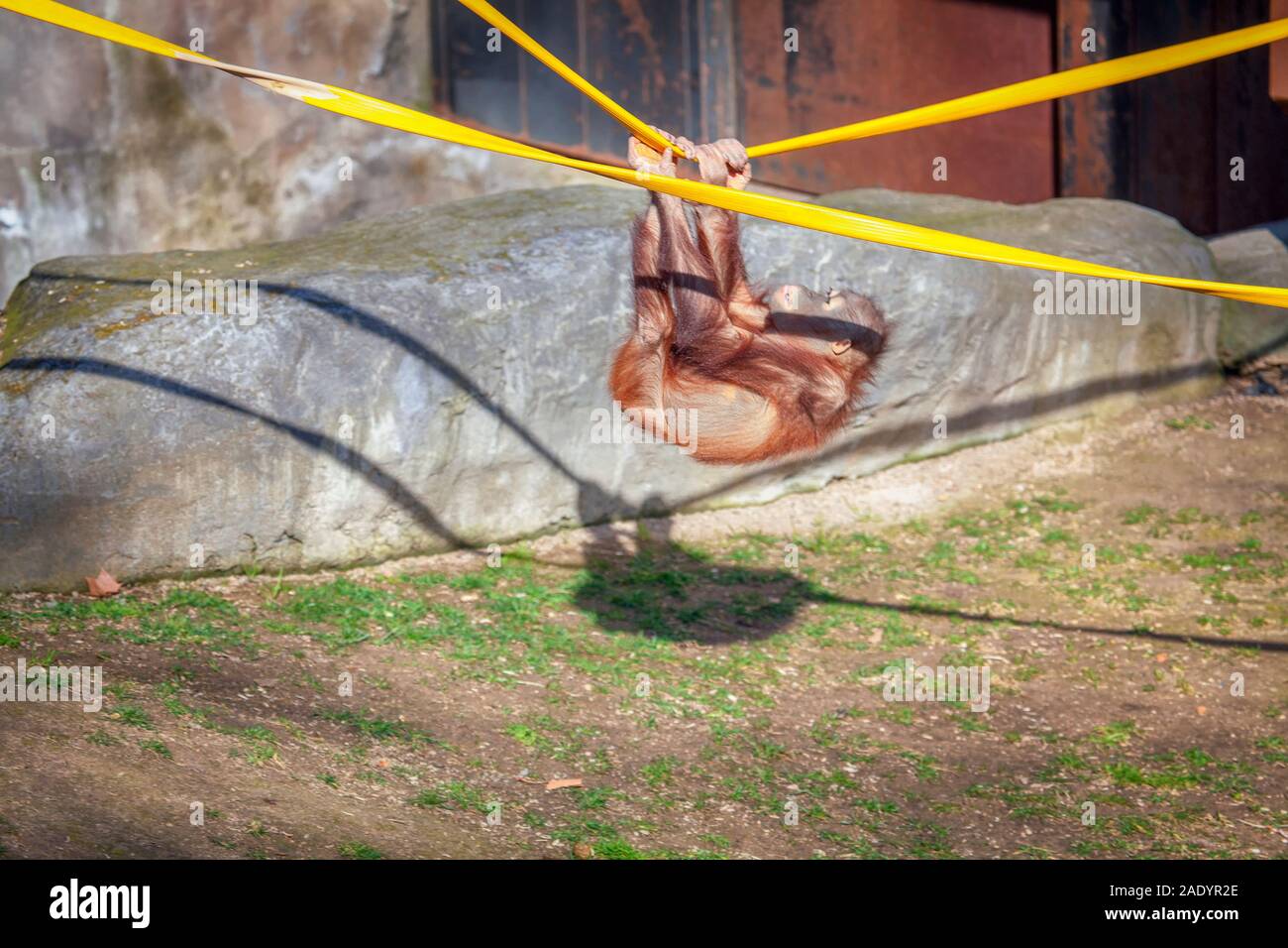 funny monkey hanging on a rope Stock Photo - Alamy