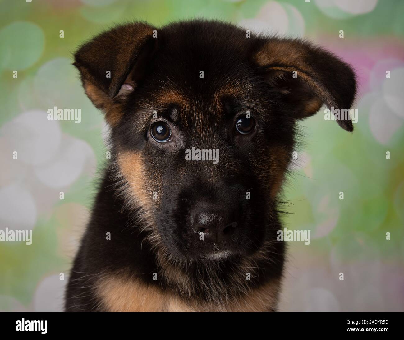 Dog Puppy German Shepherd Face Close Up Colorful Background Stock Photo ...