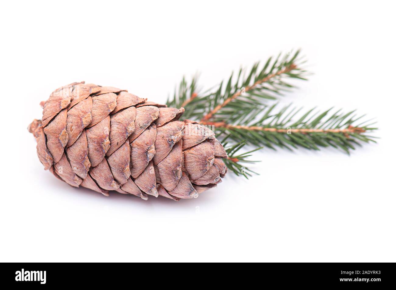 Cedar pine cone hi-res stock photography and images - Alamy
