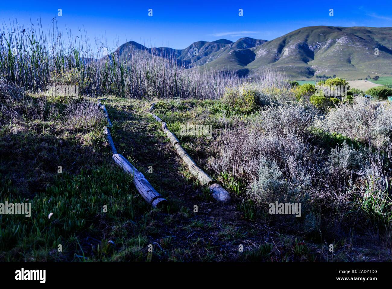 Gum poles hi-res stock photography and images - Alamy