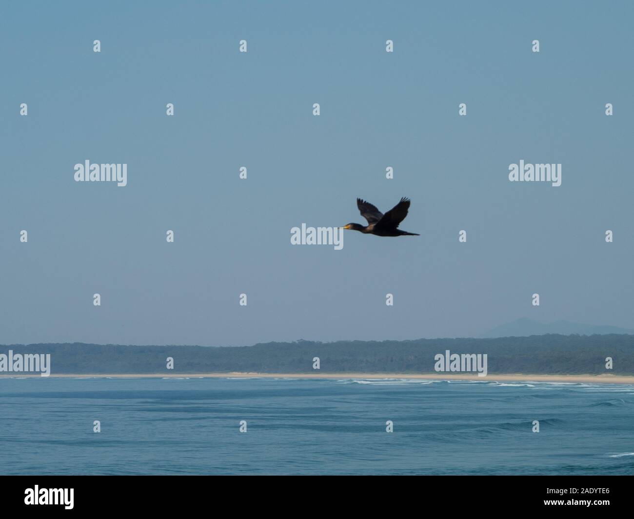 bird flying over water Stock Photo - Alamy