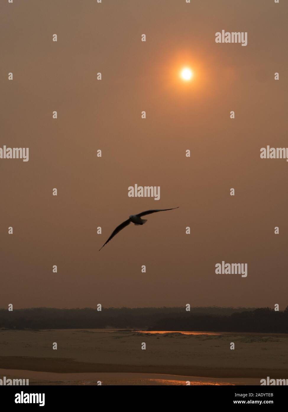 Birds soaring over ocean at sunset hi-res stock photography and images ...