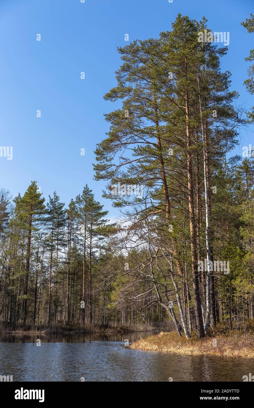 pine forest on the waterfront on a sunny day Stock Photo - Alamy