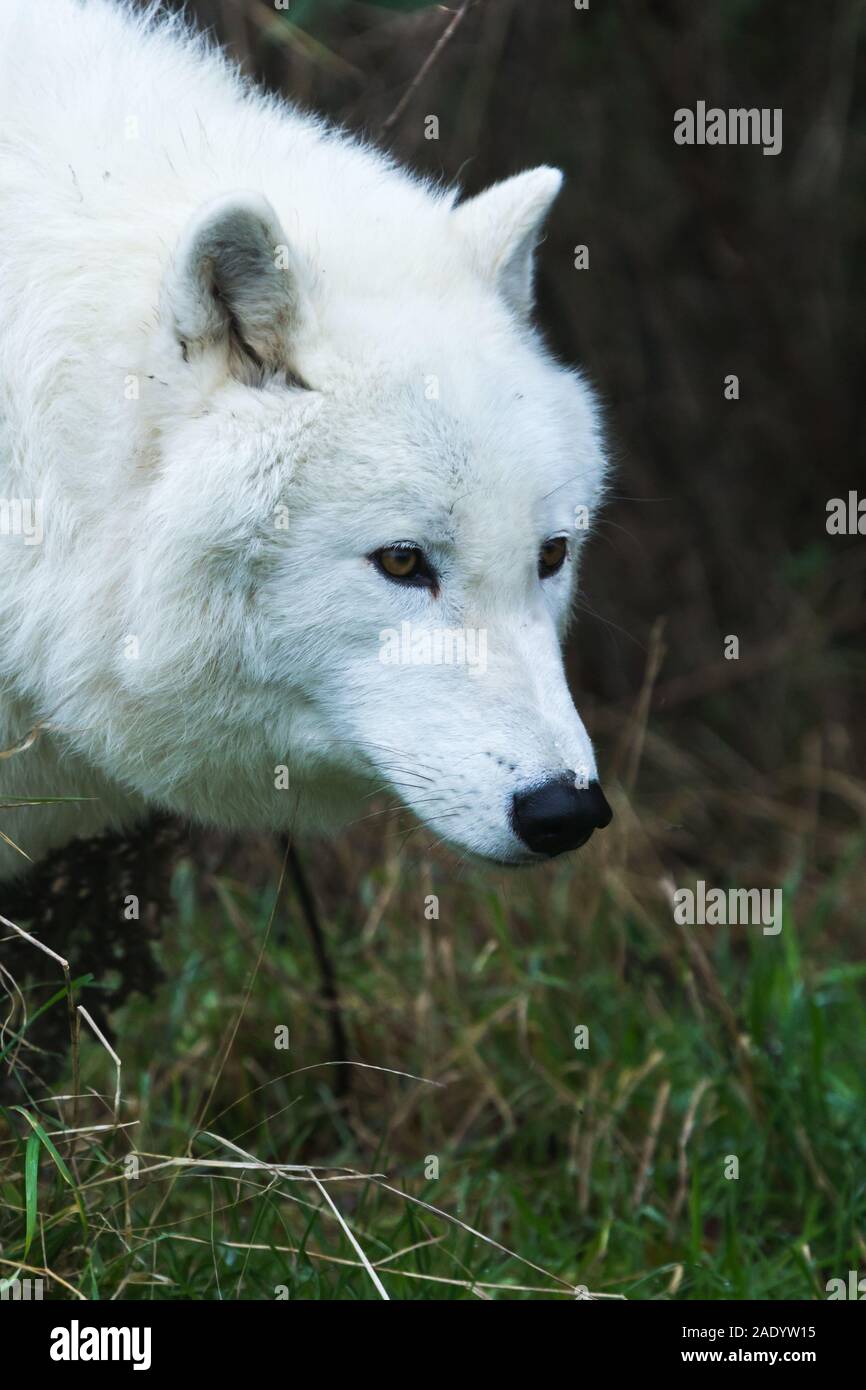 White coated captive Artic Wolf (Canis Lupus Arctos) also known as a ...