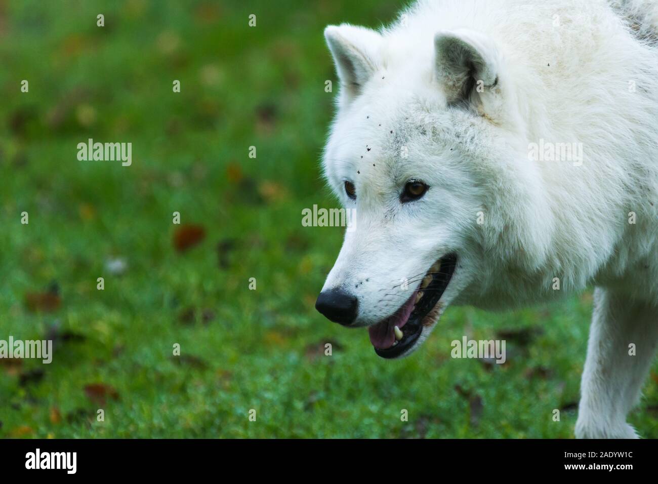 White coated captive Artic Wolf (Canis Lupus Arctos) also known as a ...