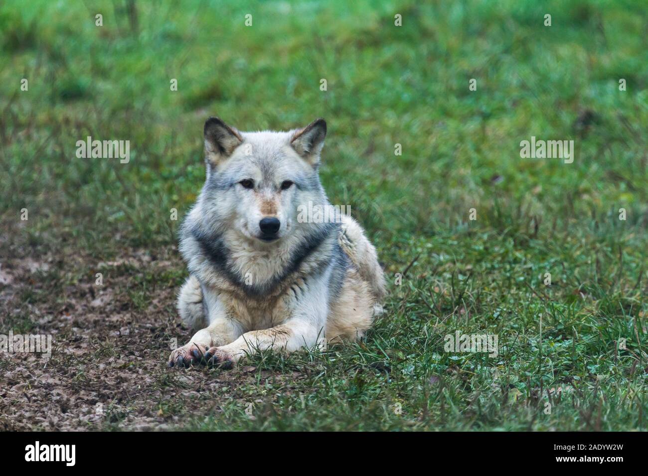 Grey captive Northwestern Wolf (Canis Lupus Occidentalis) also known as ...
