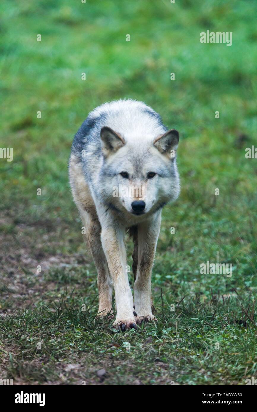 Northwestern Wolf High Resolution Stock Photography and Images - Alamy