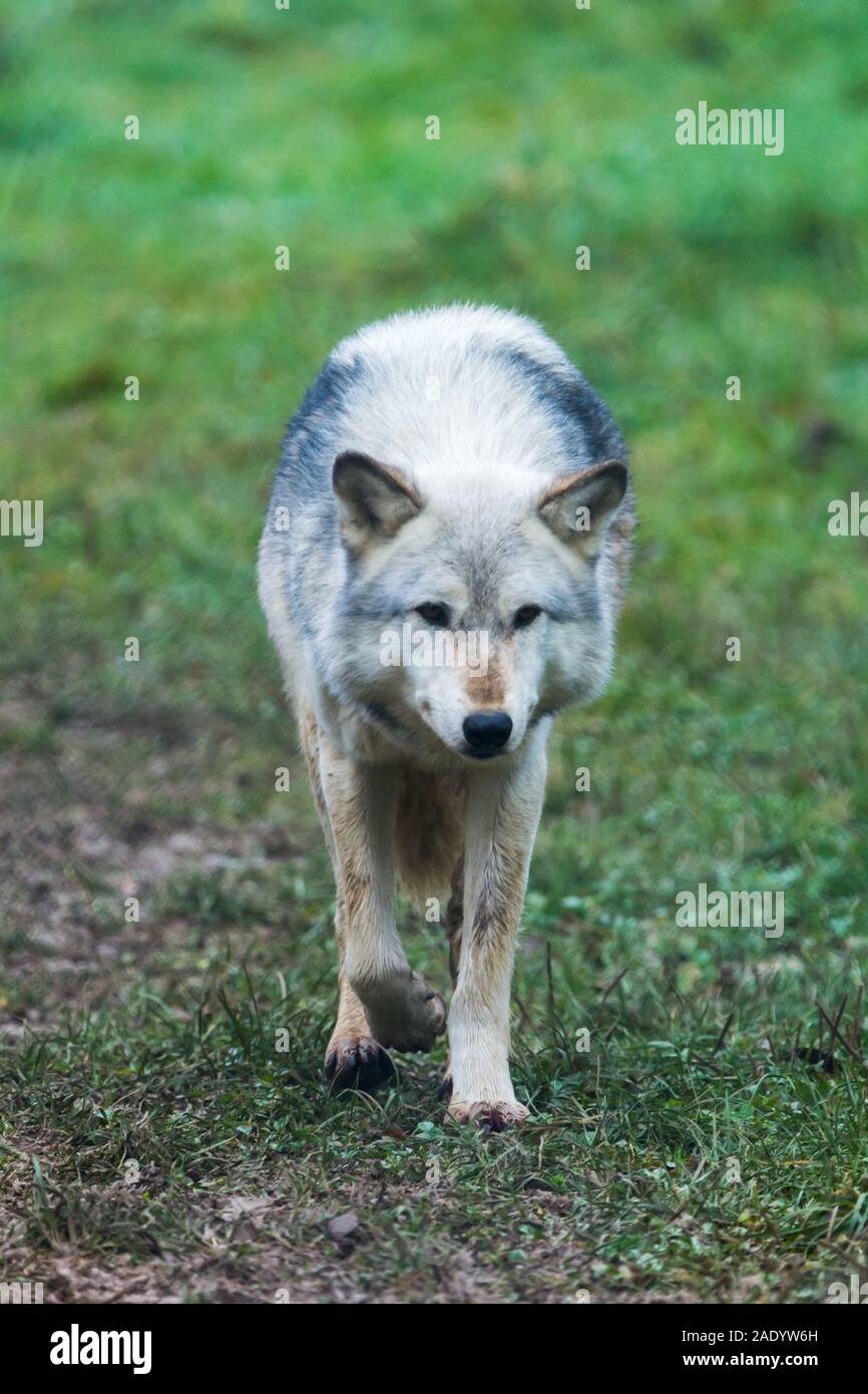 Grey captive Northwestern Wolf (Canis Lupus Occidentalis) also known as ...