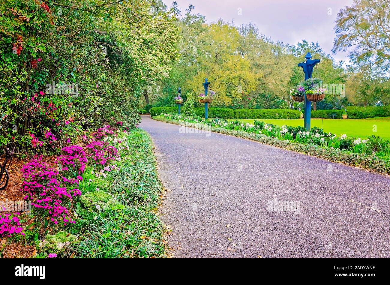 Bellingrath gardens azaleas hi-res stock photography and images - Alamy