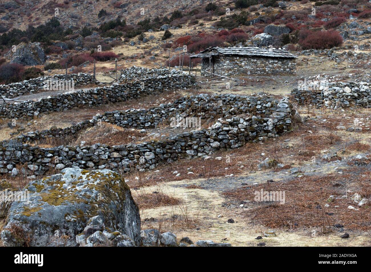 Enclosures for cattle hi-res stock photography and images - Alamy