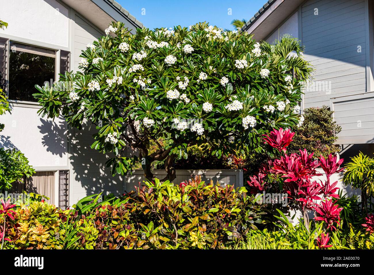 Napili & Kapalua, Maui, Plumeria Tree Stock Photo - Alamy
