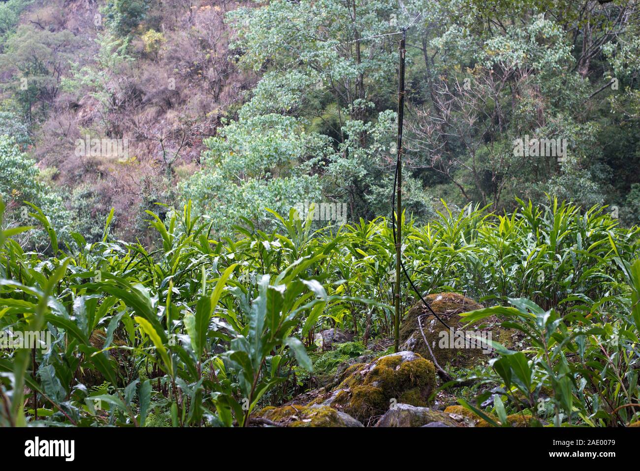 Nepali cardamom hi-res stock photography and images - Alamy
