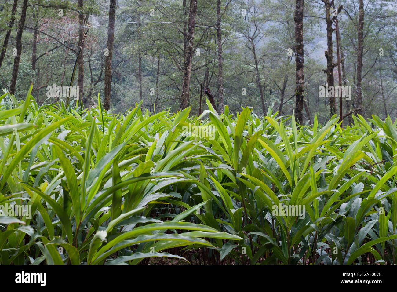 Cardamom Plantation High Resolution Stock Photography and Images - Alamy