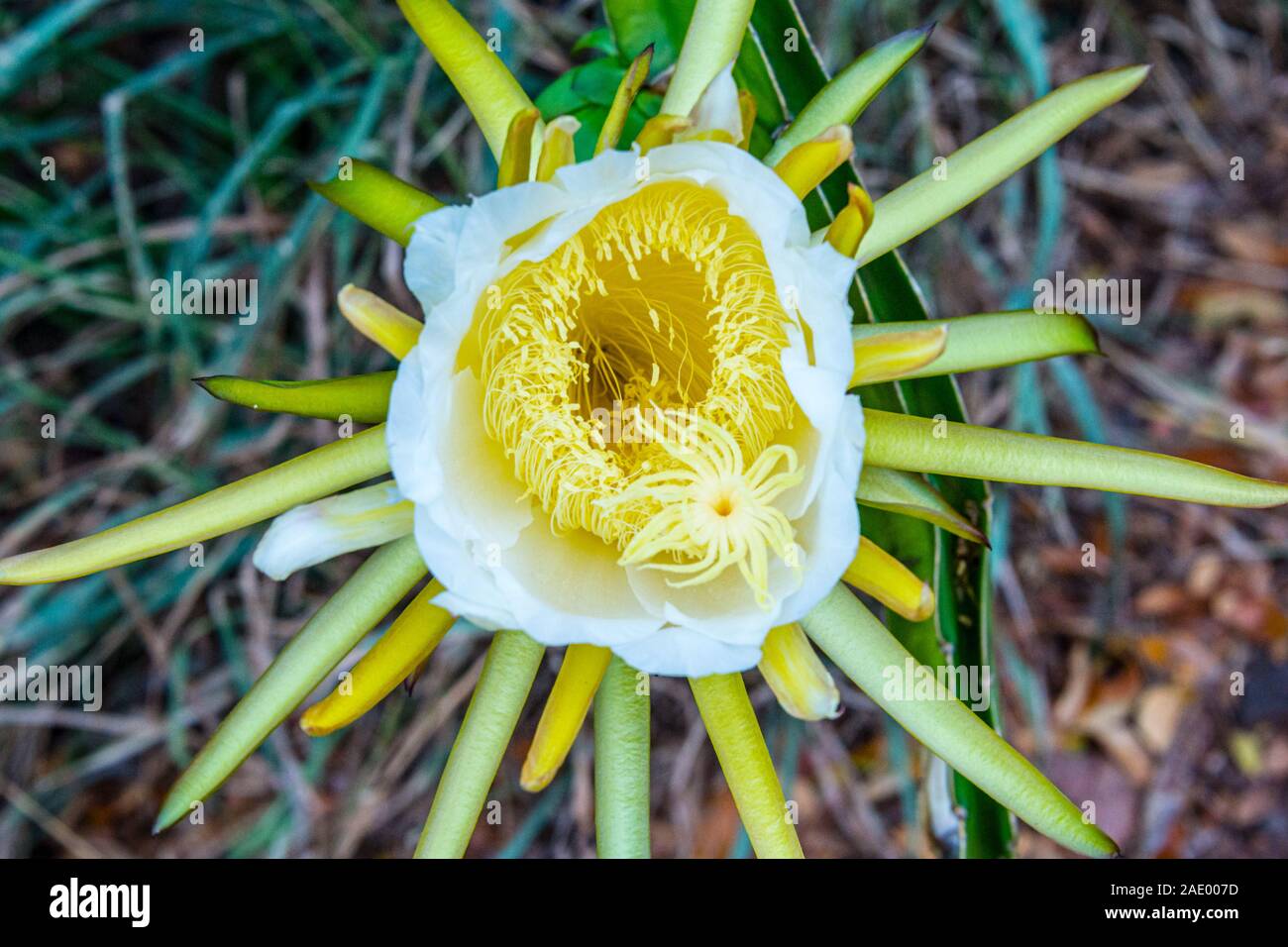 Morning cactus flower hi-res stock photography and images - Alamy