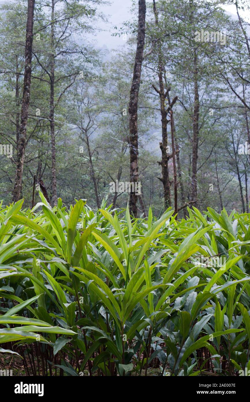 Nepali cardamom hi-res stock photography and images - Alamy