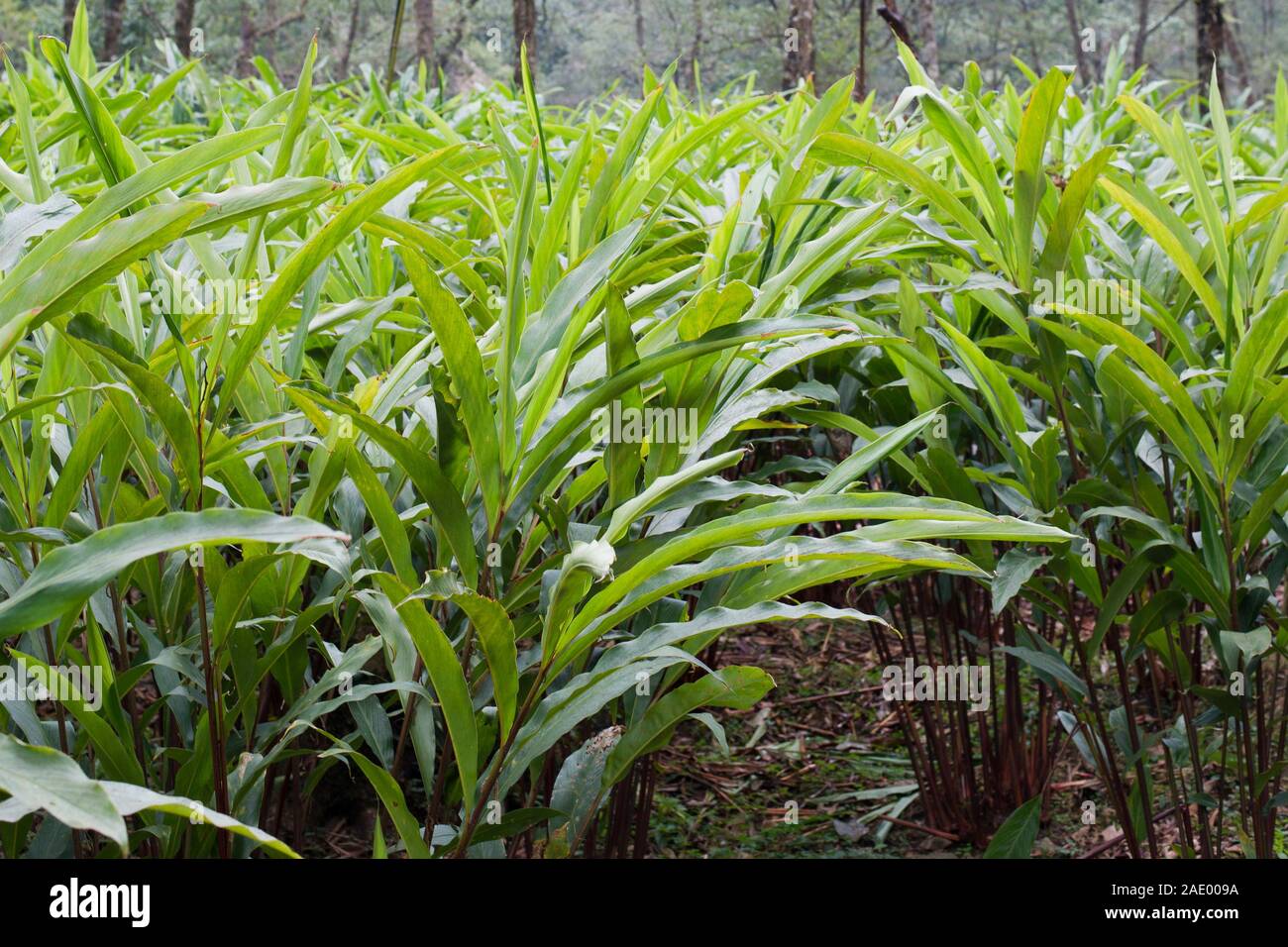 Cardamom Plantation High Resolution Stock Photography and Images - Alamy