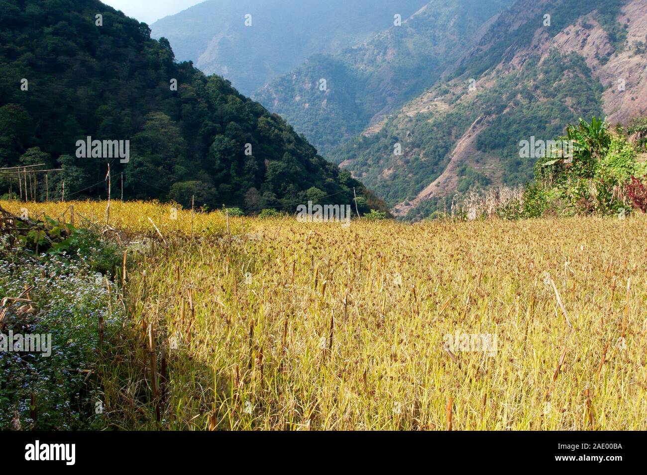 Millet plantation hi-res stock photography and images - Alamy
