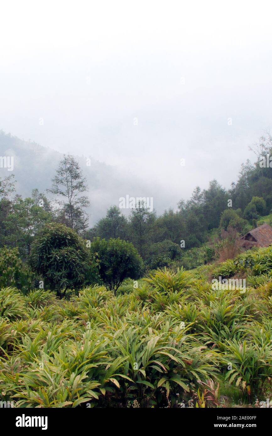 Hill cardamom hi-res stock photography and images - Alamy