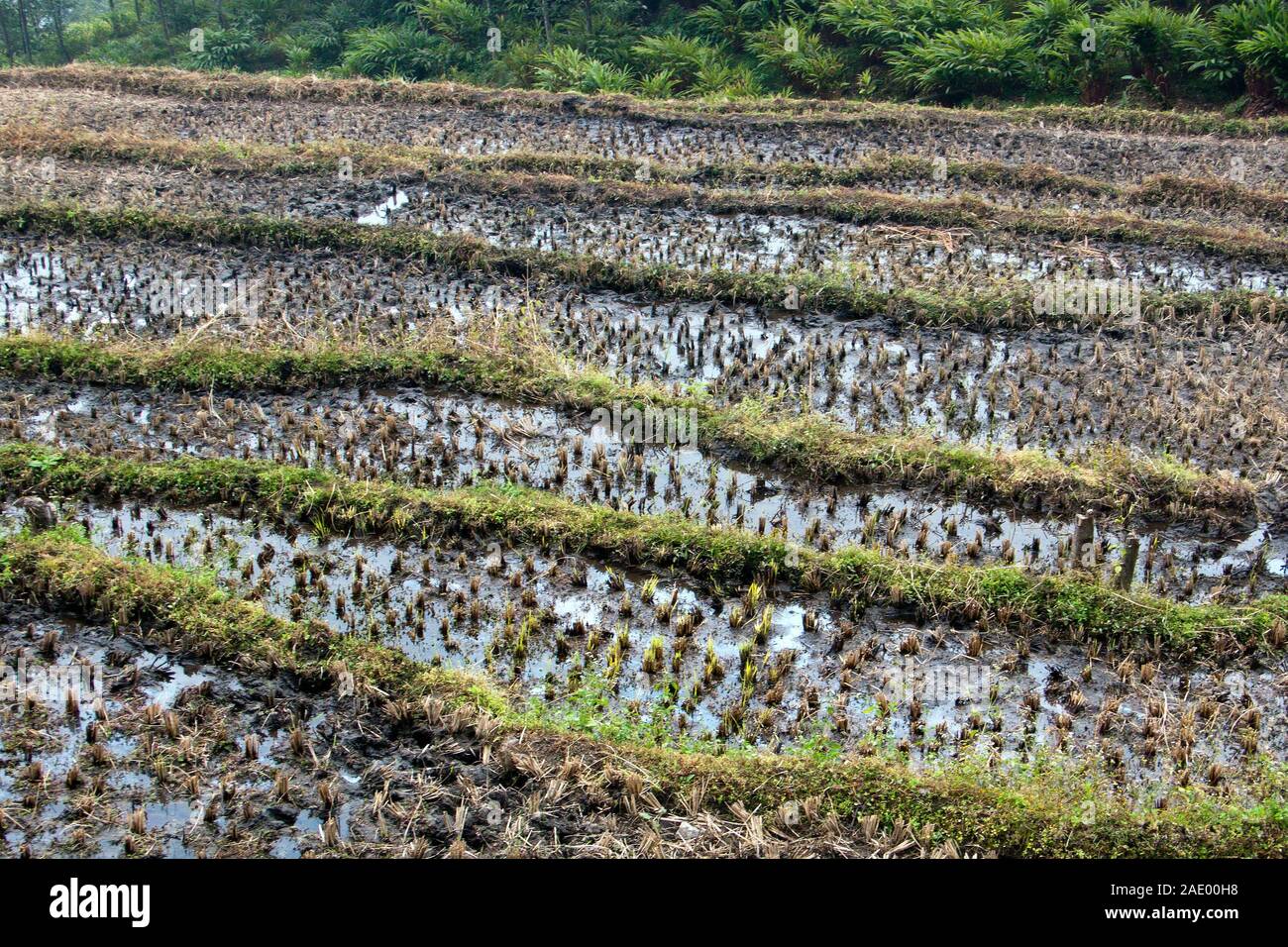 Terrace Farming Steep High Resolution Stock Photography and Images - Alamy
