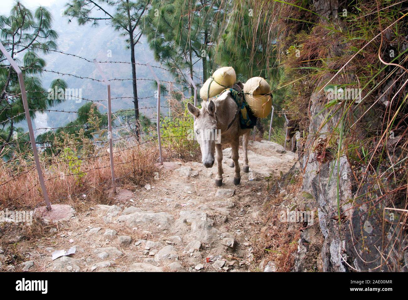 Loaded mule hi-res stock photography and images - Alamy