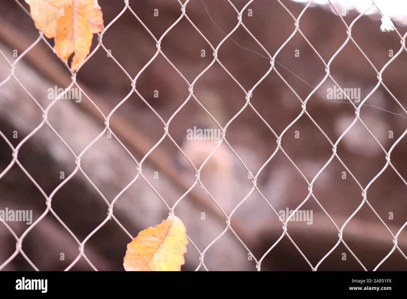 Falcon in cage hi-res stock photography and images - Alamy