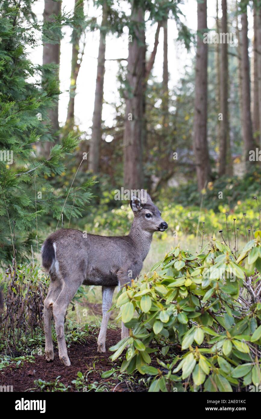 A young deer standing in wooded area in Eugene, Oregon, USA Stock Photo ...