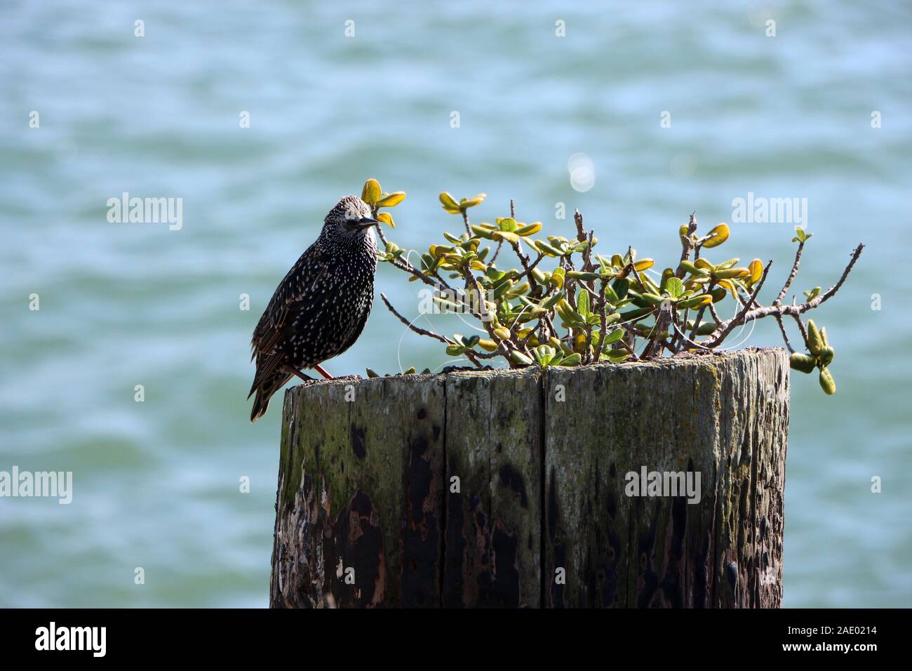 Family at golden gate bridge hi-res stock photography and images - Alamy