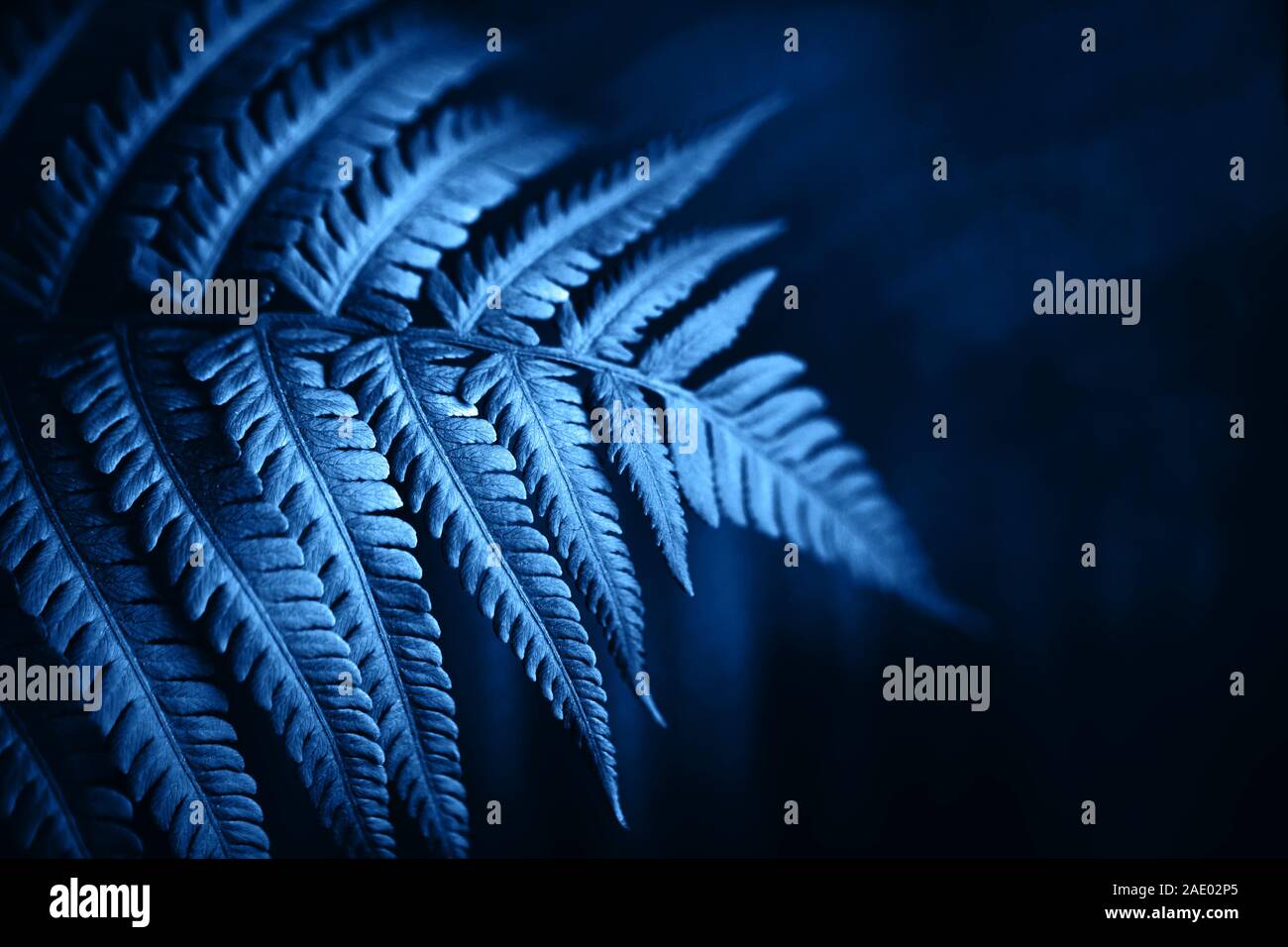 Beautiful fern leaves foliage in blue color. Perfect background for ...
