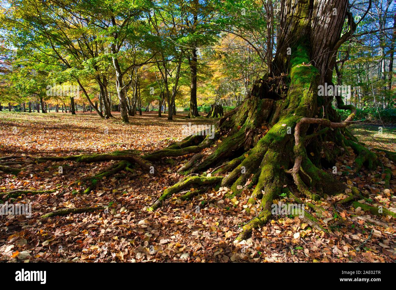 Root problems hi-res stock photography and images - Alamy