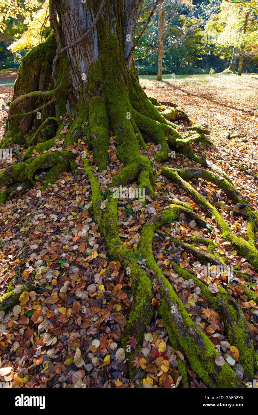 Root problems hi-res stock photography and images - Alamy