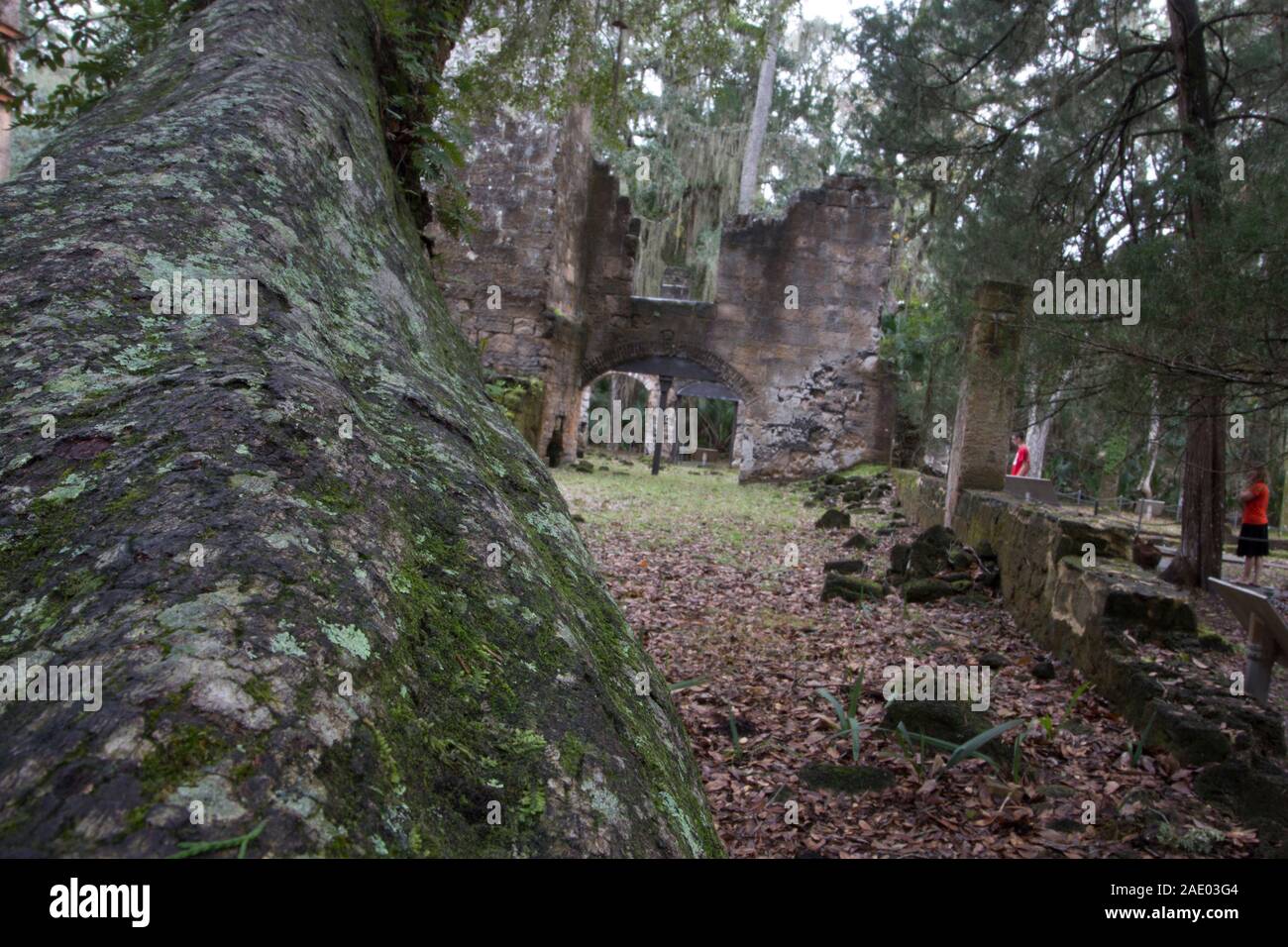 Bulow Plantation Ruins, Florida Stock Photo - Alamy